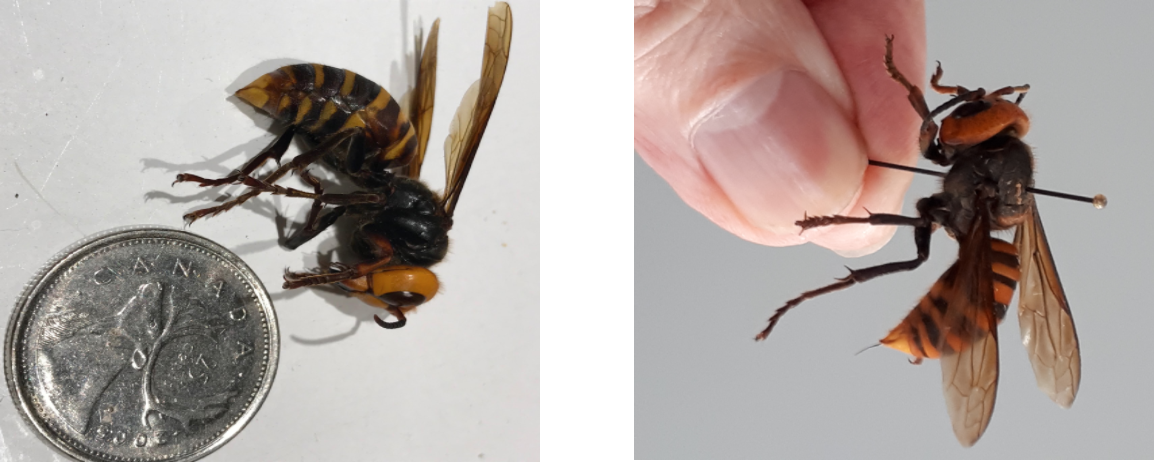 Asian Giant Hornets - Kamloops Beekeepers