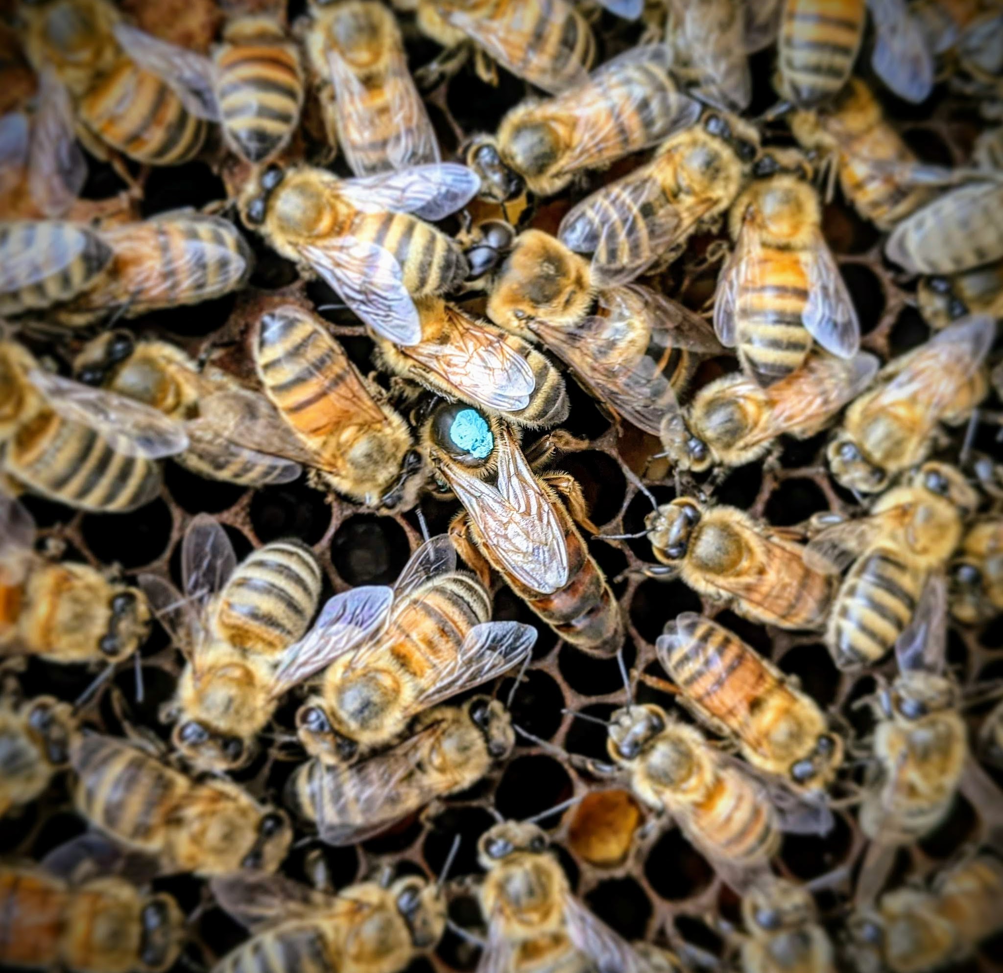 Learn Queen Testing with Jim Brown May 20th - Kamloops Beekeepers